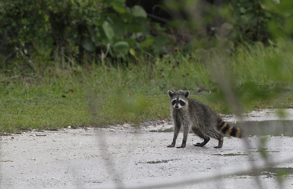 Wikipedia — Common Raccoon (Procyon lotor) · Bill Hubick