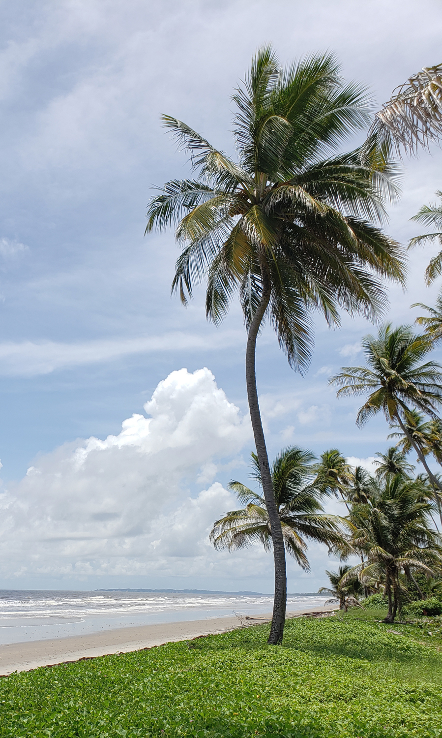 Wikipedia — Coconut Palm (Cocos nucifera) · Bill Hubick