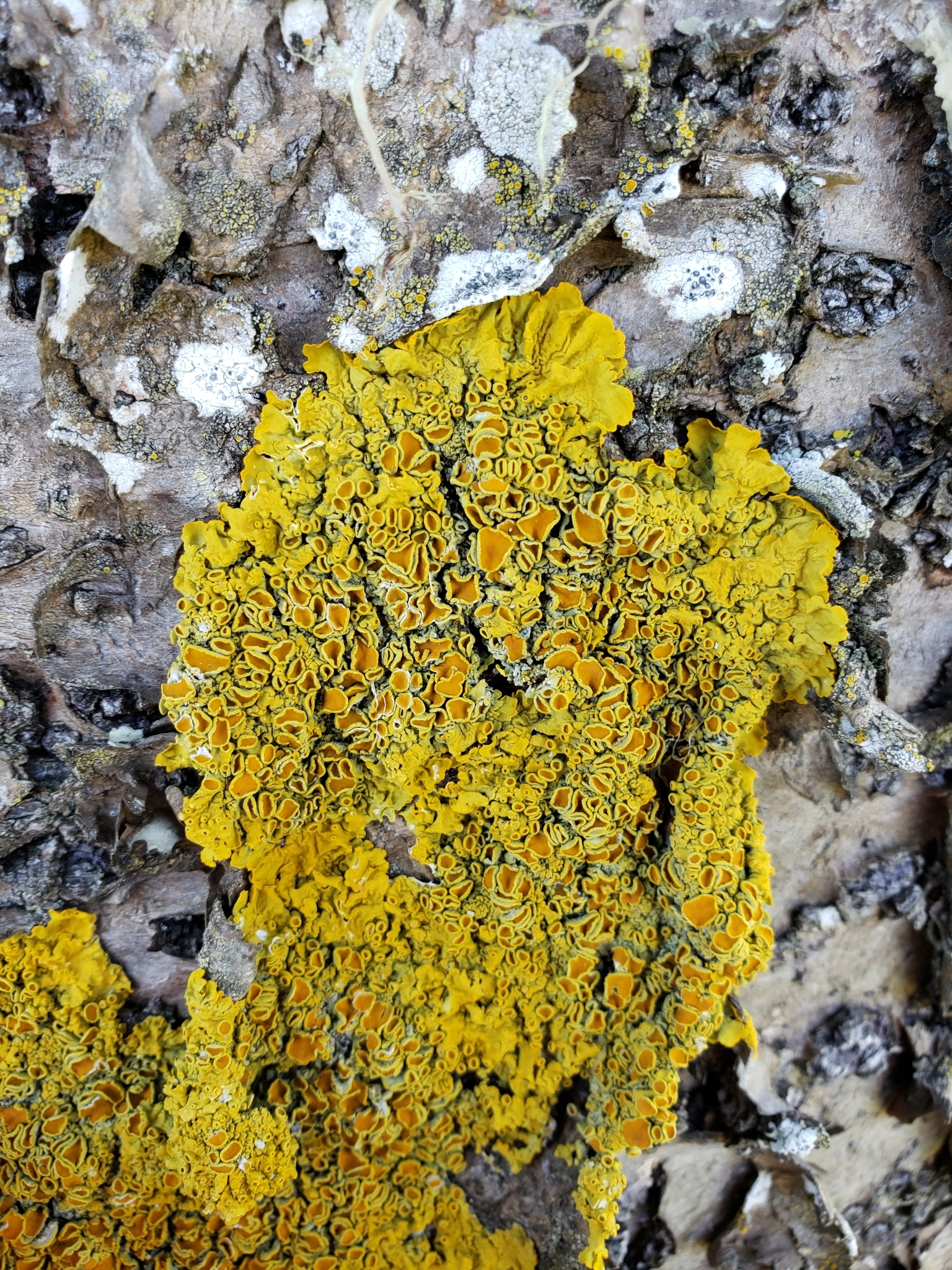 BioFiles - Common Sunburst Lichen ( Xanthoria parietina )