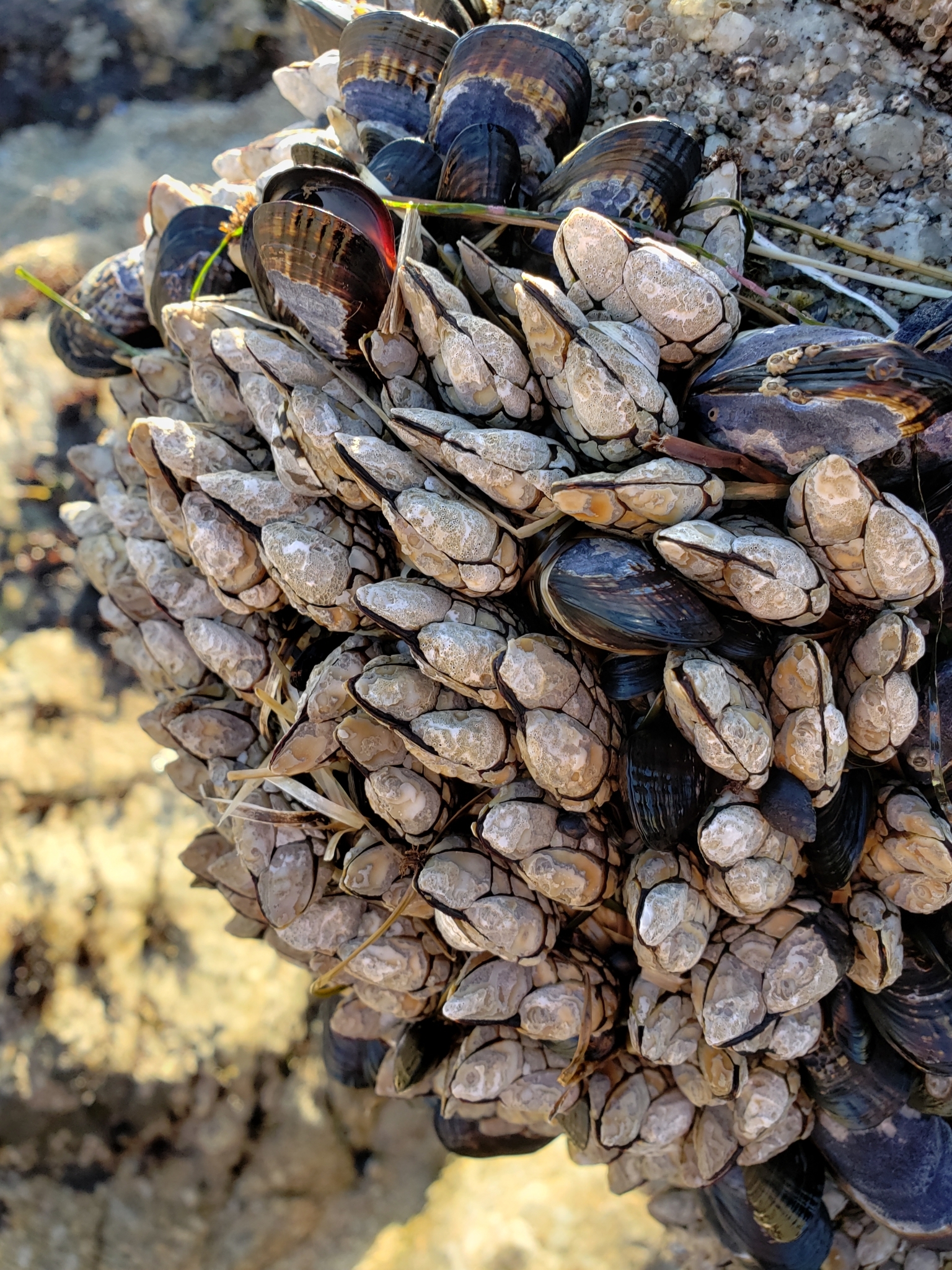 Wikipedia — Gooseneck Barnacle (Pollicipes polymerus) · Bill Hubick