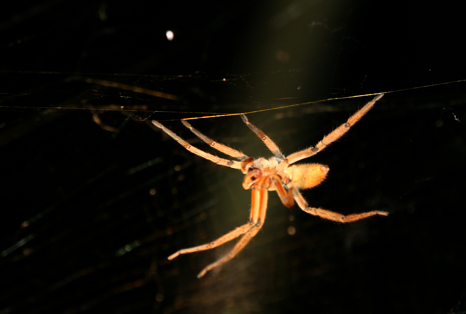BioFiles — Red-thighed Bromeliad Spider (Cupiennius coccineus)