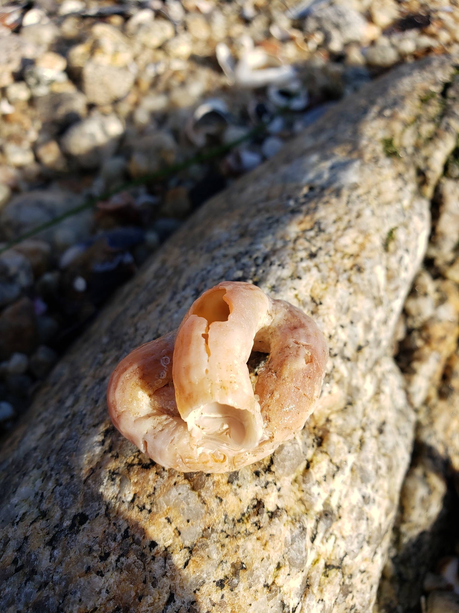 Wikipedia — Scaled Worm Snail (Thylacodes squamigerus) · Bill Hubick