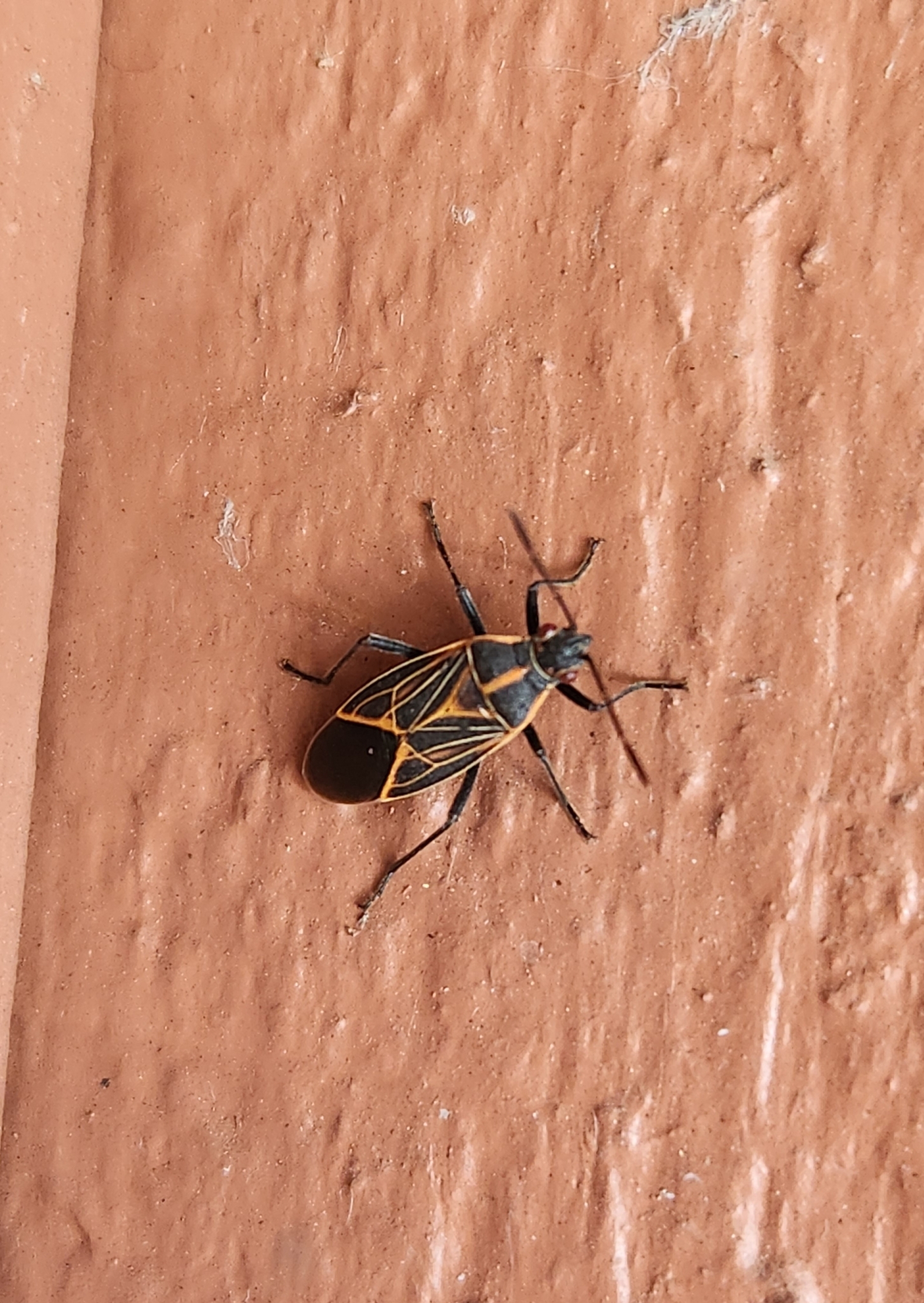 Wikipedia — Western Boxelder Bug (Boisea rubrolineata) · Bill Hubick