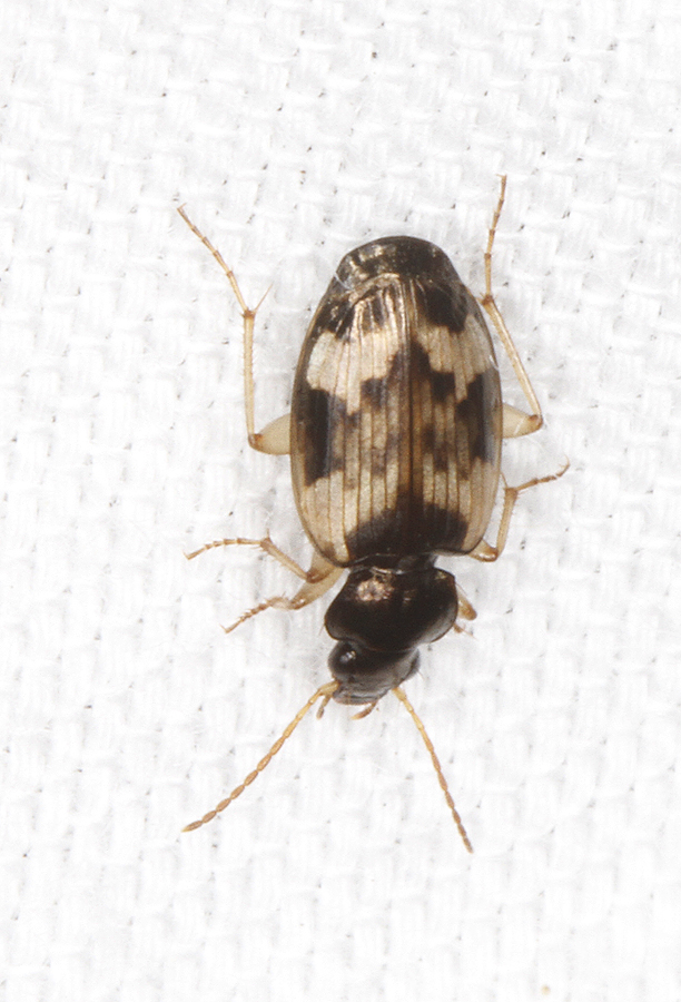 BioFiles - Tetragonoderus fasciatus