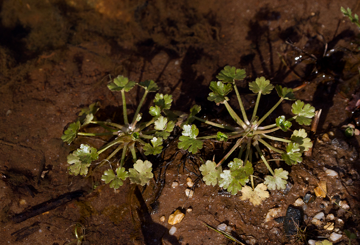 Wikipedia — Cursed Buttercup (Ranunculus sceleratus) · Bill Hubick