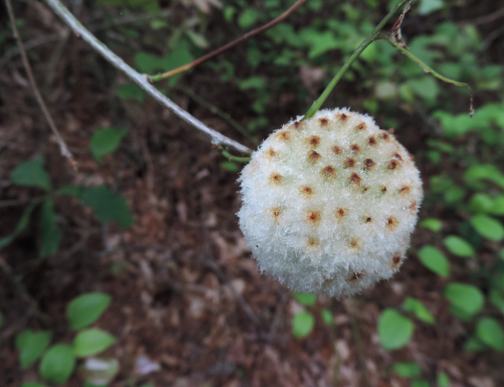 Wikipedia — Wool Sower (Callirhytis seminator) · Bill Hubick