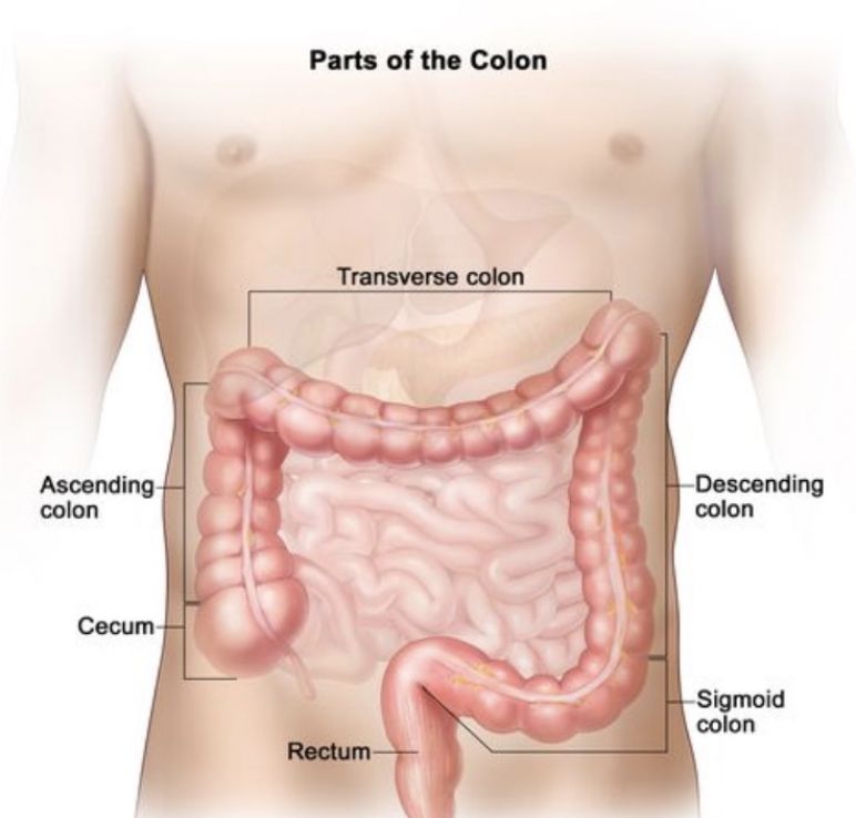 How Does Colon Broom Taste How Does Colon Broom Taste