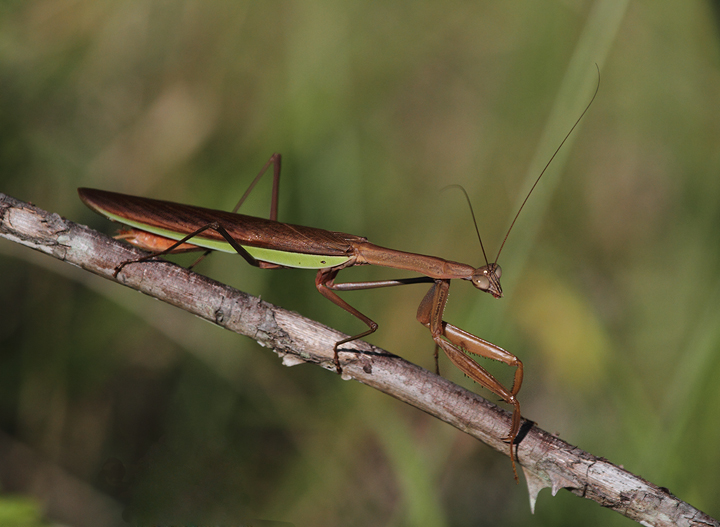 Chinese mantis - Alchetron, The Free Social Encyclopedia