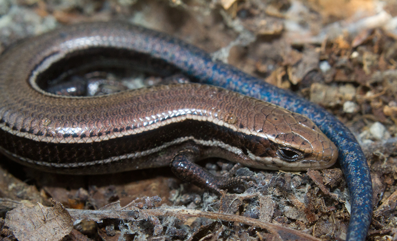 Maryland Biodiversity Project - Coal Skink (Plestiodon anthracinus)