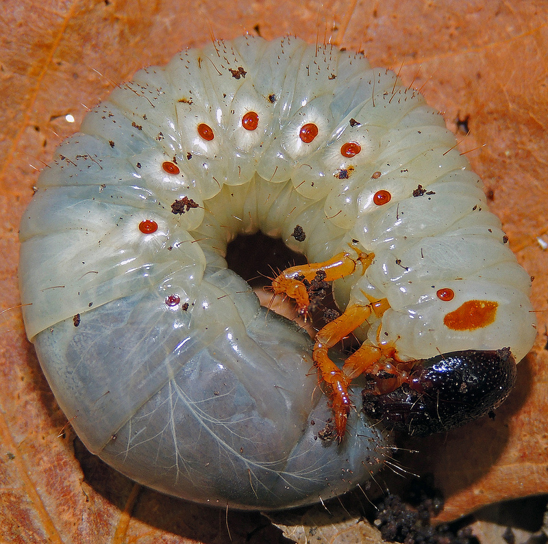 Bess Beetle Larvae