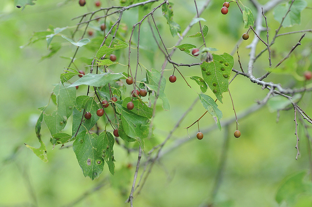 Maryland Biodiversity - View Thumbnails - Southern Hackberry ( Celtis ...