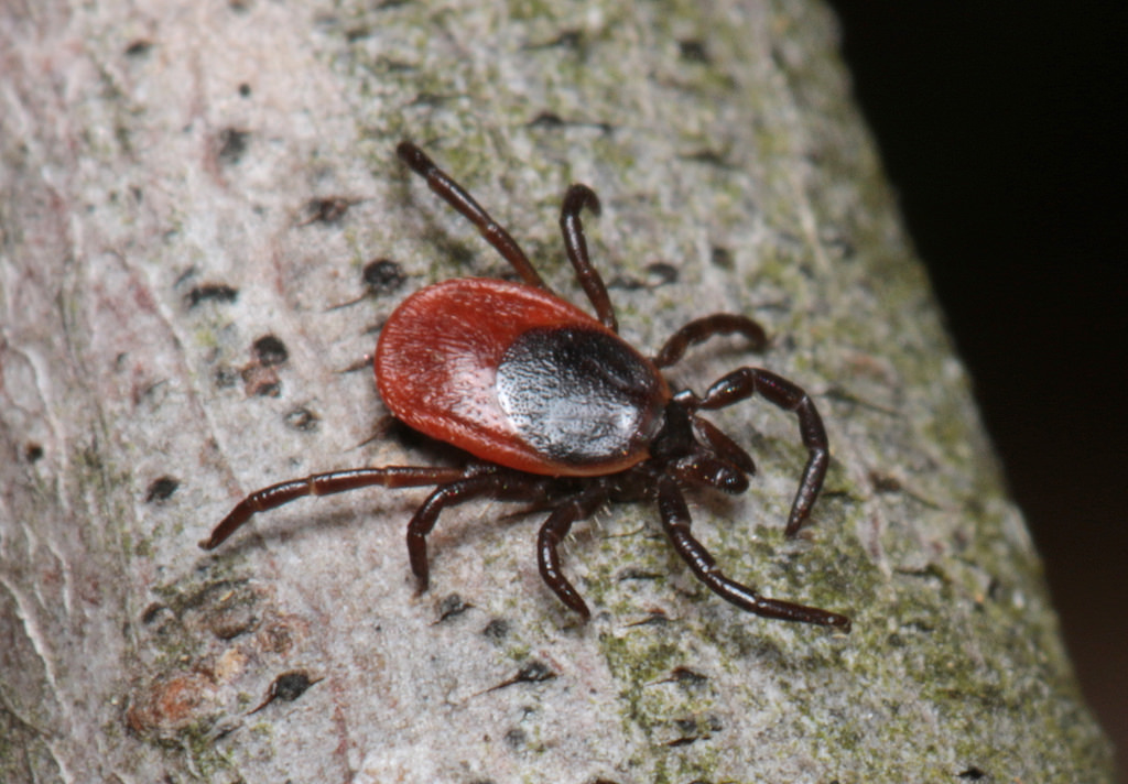 Maryland Biodiversity Project Black legged Tick Ixodes Scapularis 