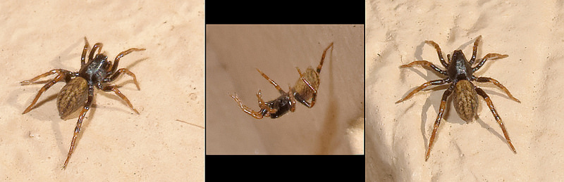 About Allocosa sp. - Maryland Biodiversity Project