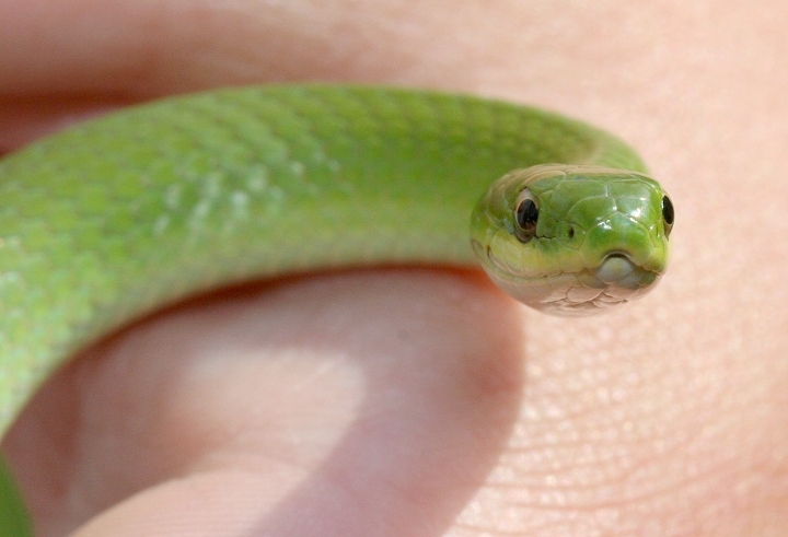 Maryland Biodiversity Project - Smooth Green Snake (Opheodrys vernalis)