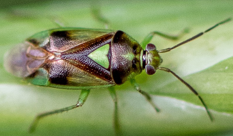 About Orthops scutellatus - Maryland Biodiversity Project