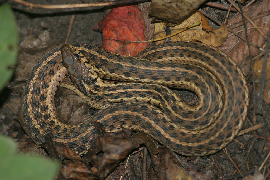 Maryland Biodiversity Project - Eastern Garter Snake (Thamnophis sirtalis)