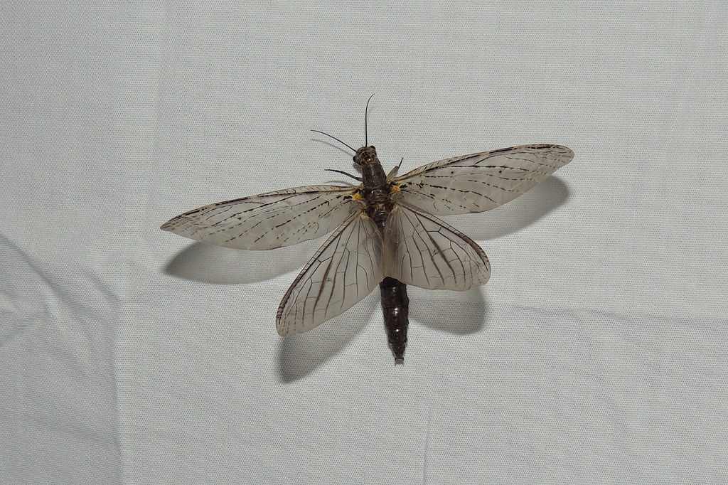 Maryland Biodiversity Project - Spring Fishfly (Chauliodes rastricornis)
