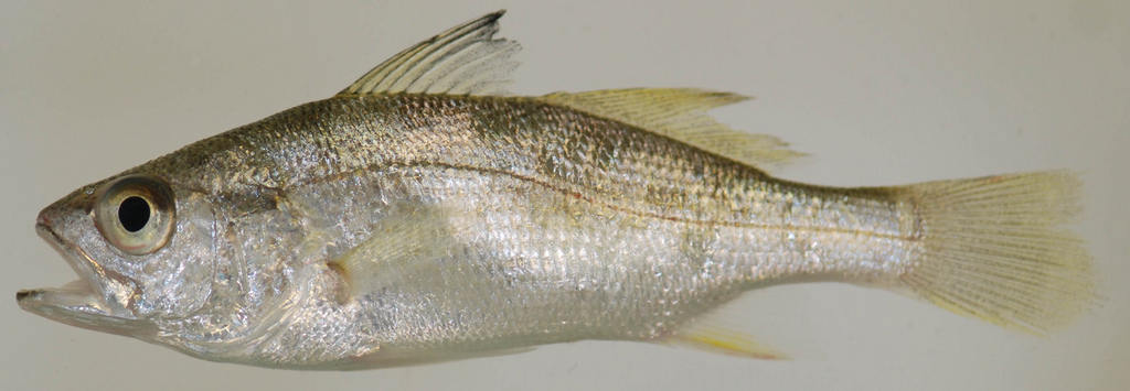 About Silver Perch - Maryland Biodiversity Project