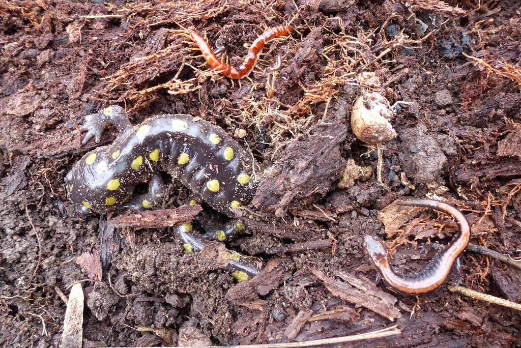 Media of Bark Centipede (Scolopendromorpha) - Maryland Biodiversity Project
