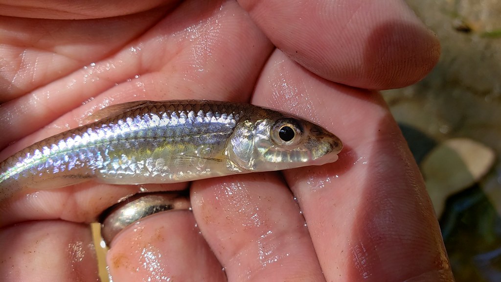 Maryland Biodiversity Project - Silverjaw Minnow (Notropis buccatus)