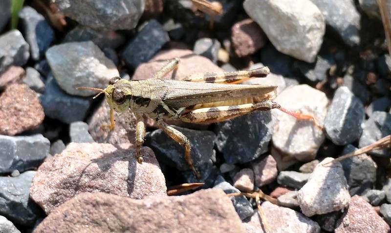 Maryland Biodiversity Project - Migratory Grasshopper (Melanoplus ...