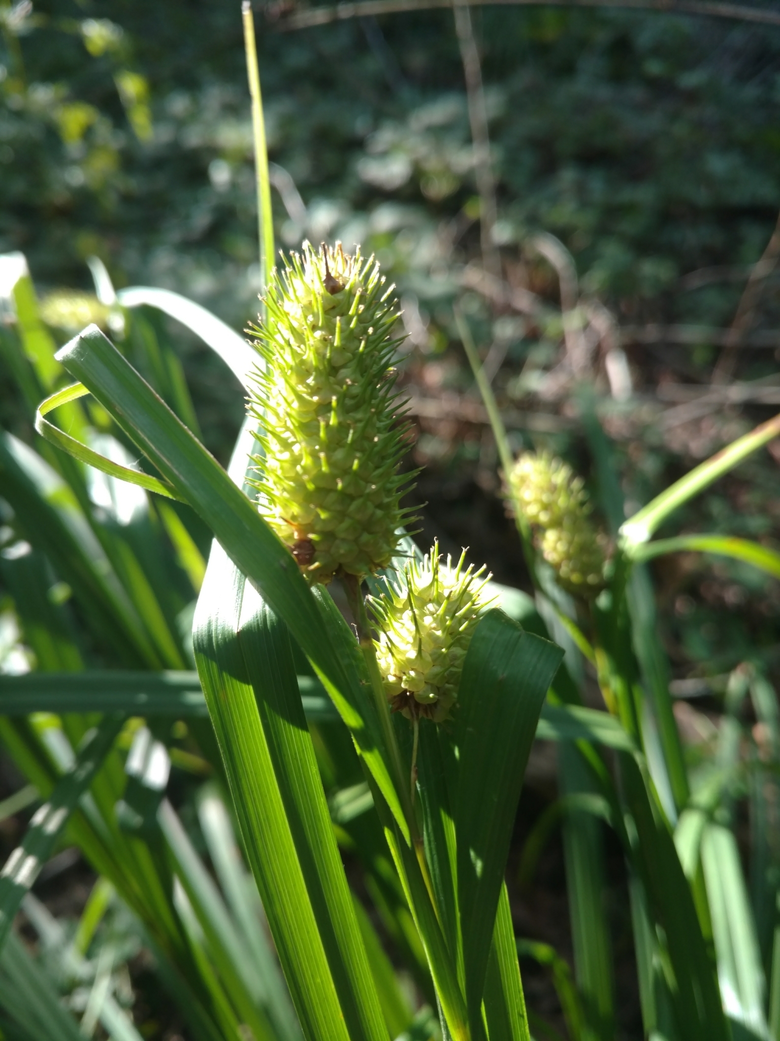 Maryland Biodiversity - View Thumbnails - Cattail Sedge ( Carex typhina )