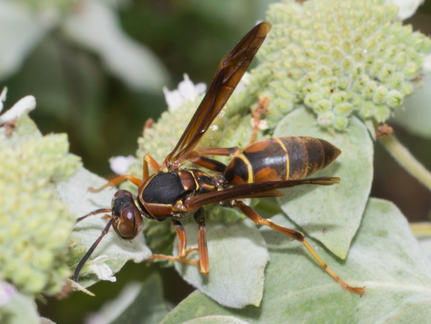 About Northern Paper Wasp Maryland Biodiversity Project About Northern Paper Wasp Maryland Biodiversity Project