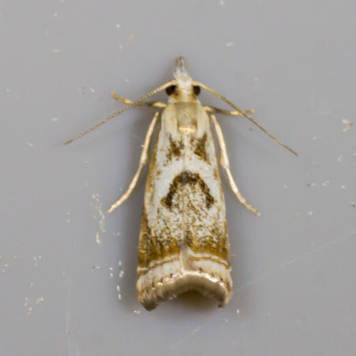 Record #711489 Details - Maryland Biodiversity Project