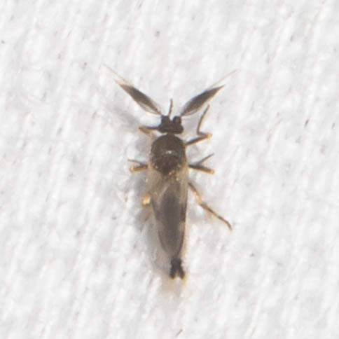 About Forcipomyia sp. - Maryland Biodiversity Project