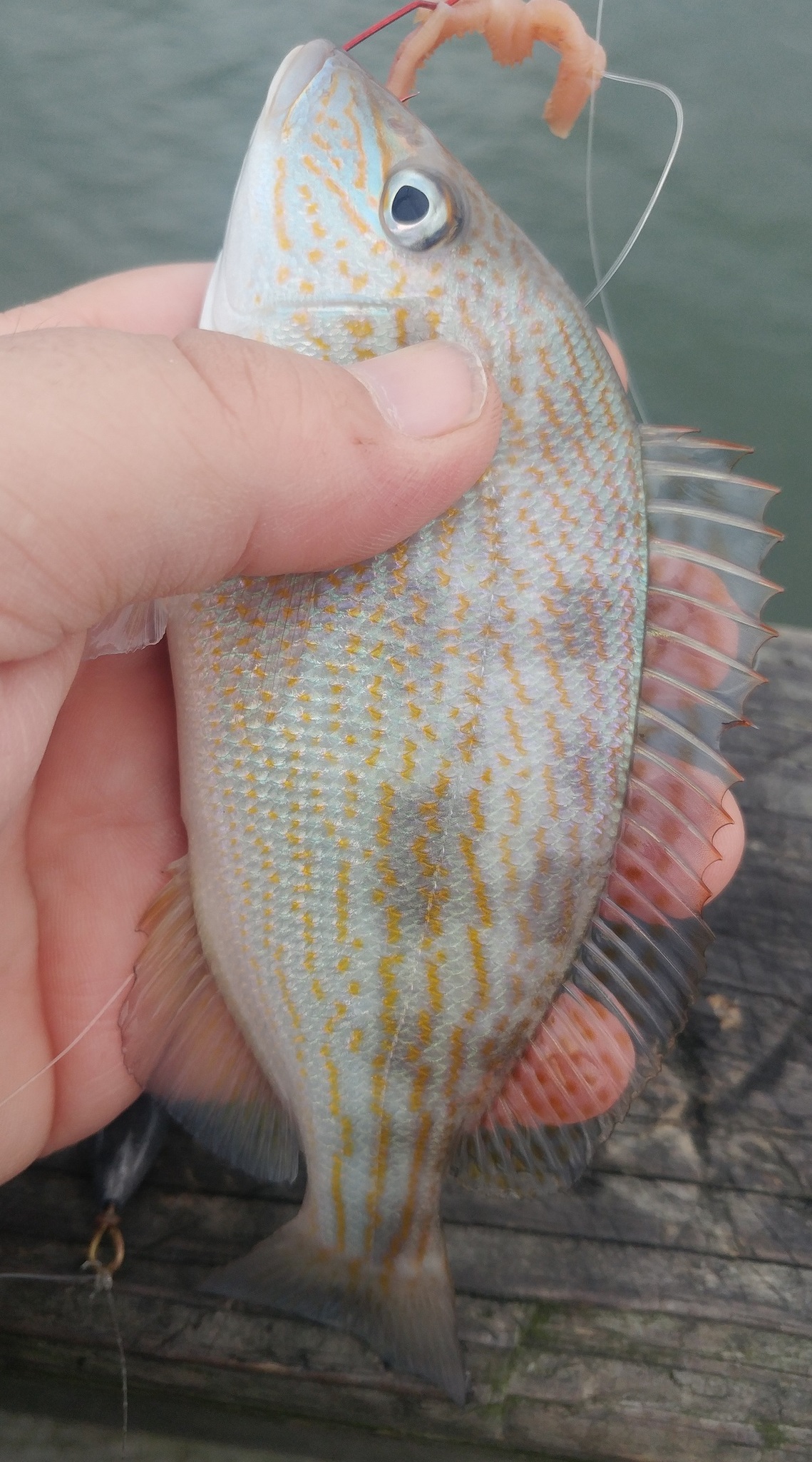 Maryland Biodiversity Project - Pigfish (Orthopristis chrysoptera)