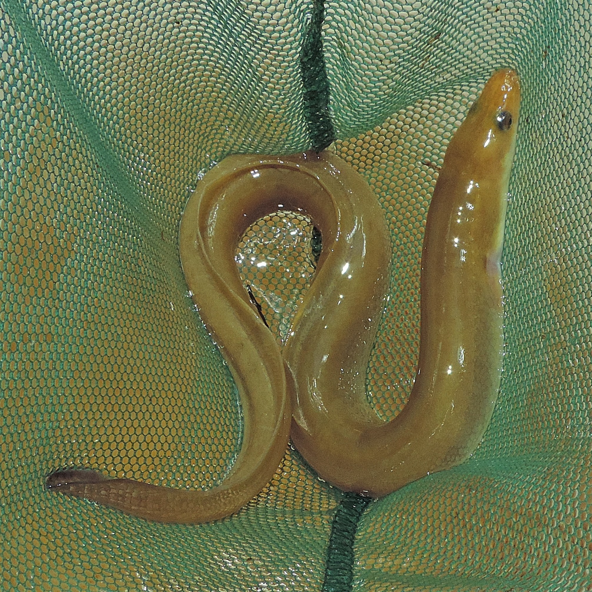 Maryland Biodiversity Project - American Eel (Anguilla rostrata)