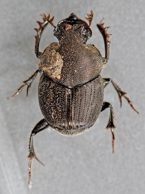 Maryland Biodiversity - View Thumbnails - Scooped Scarab ( Onthophagus ...