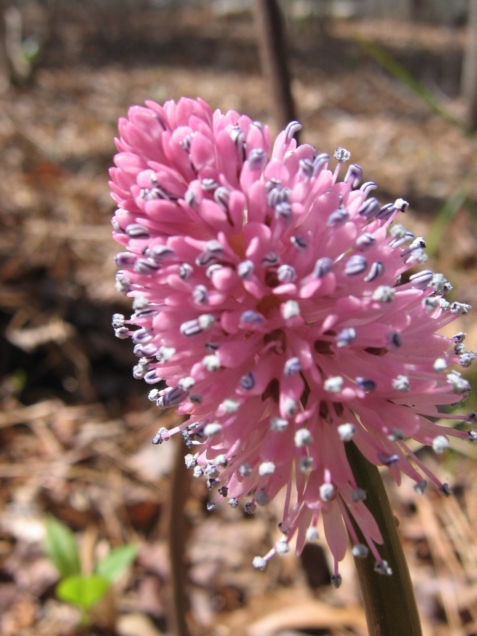 Maryland Biodiversity Project - Swamp Pink (Helonias bullata)
