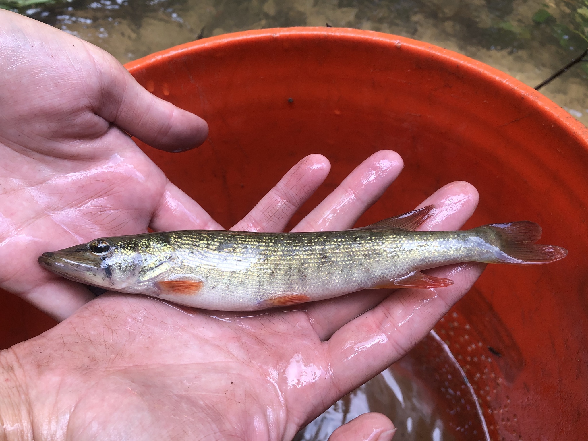 Maryland Biodiversity - View Thumbnails - Redfin Pickerel ( Esox ...