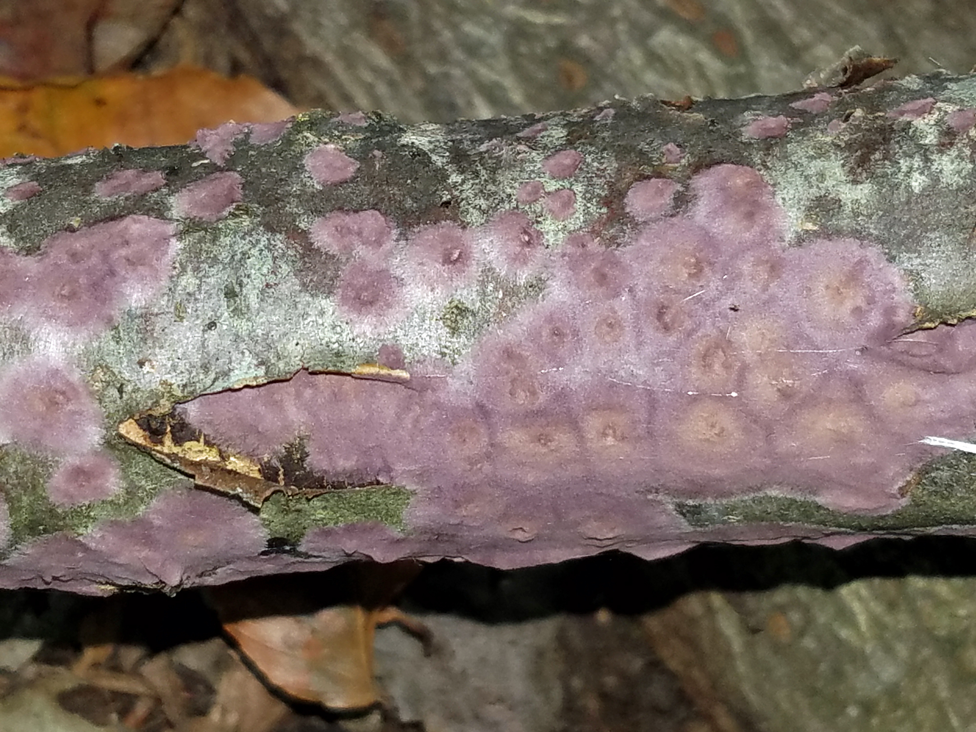Maryland Biodiversity Project - No Common Name (Corticium roseocarneum)