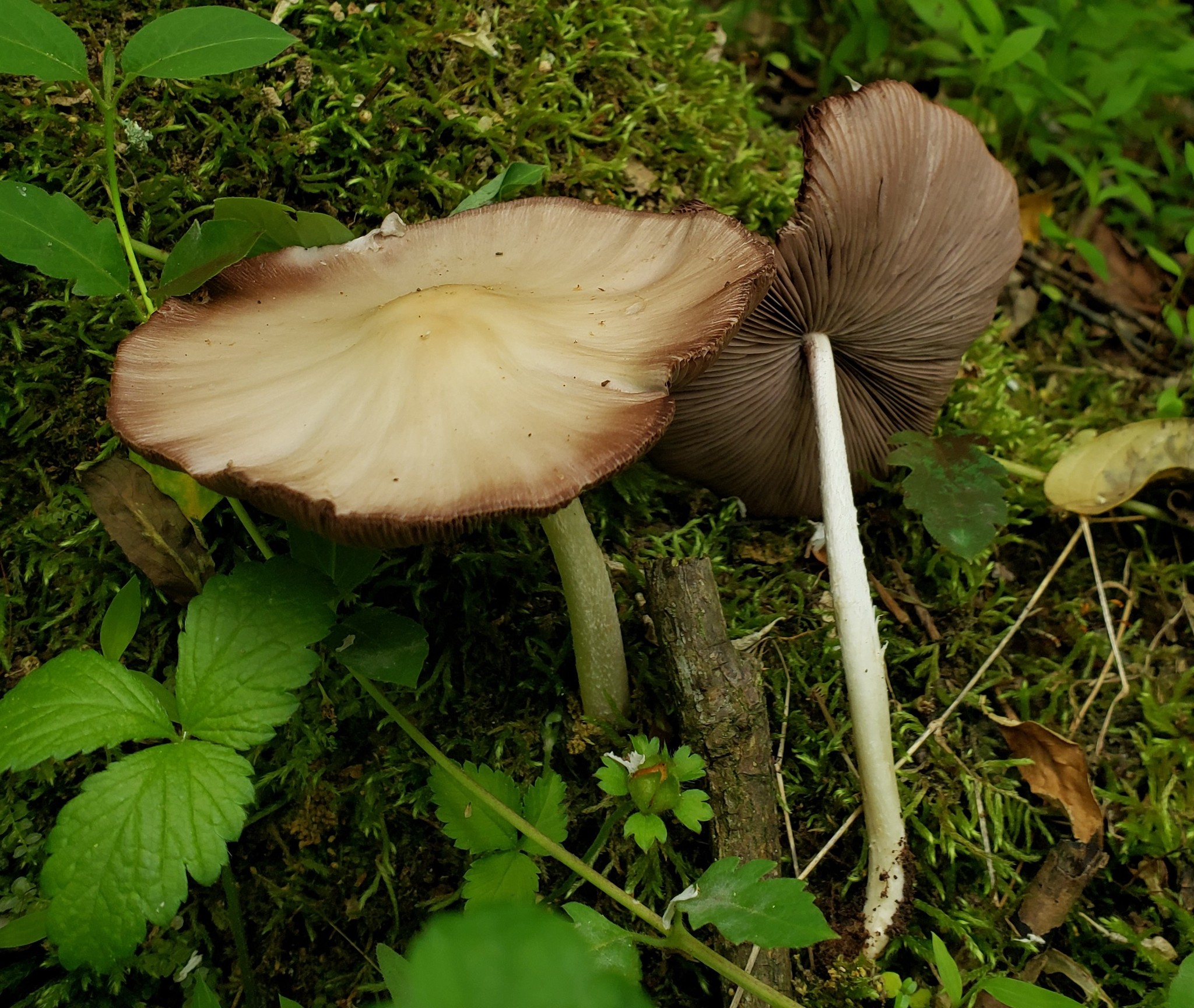 Maryland Biodiversity - View Thumbnails - Pale Brittlestem ...