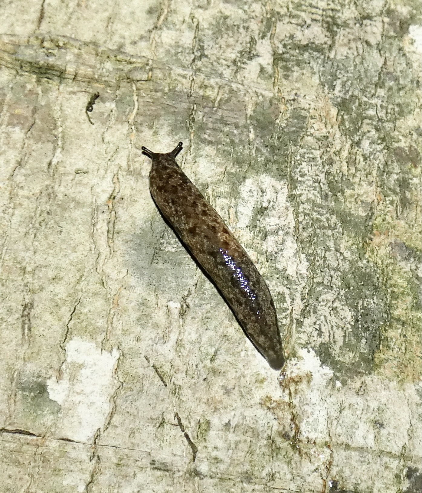 About Changeable Mantleslug - Maryland Biodiversity Project