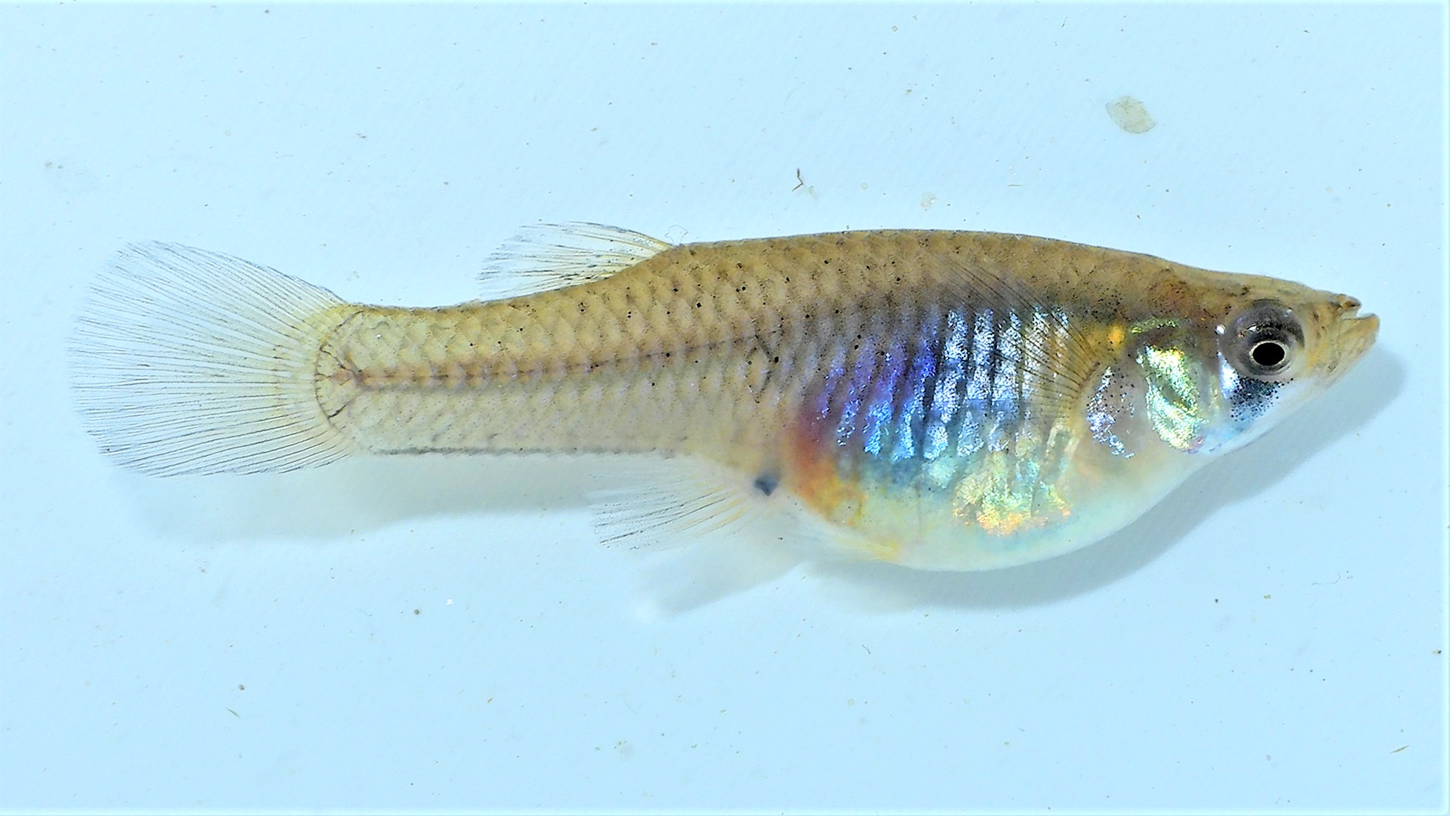 Maryland Biodiversity - View Thumbnails - Family: Poeciliidae