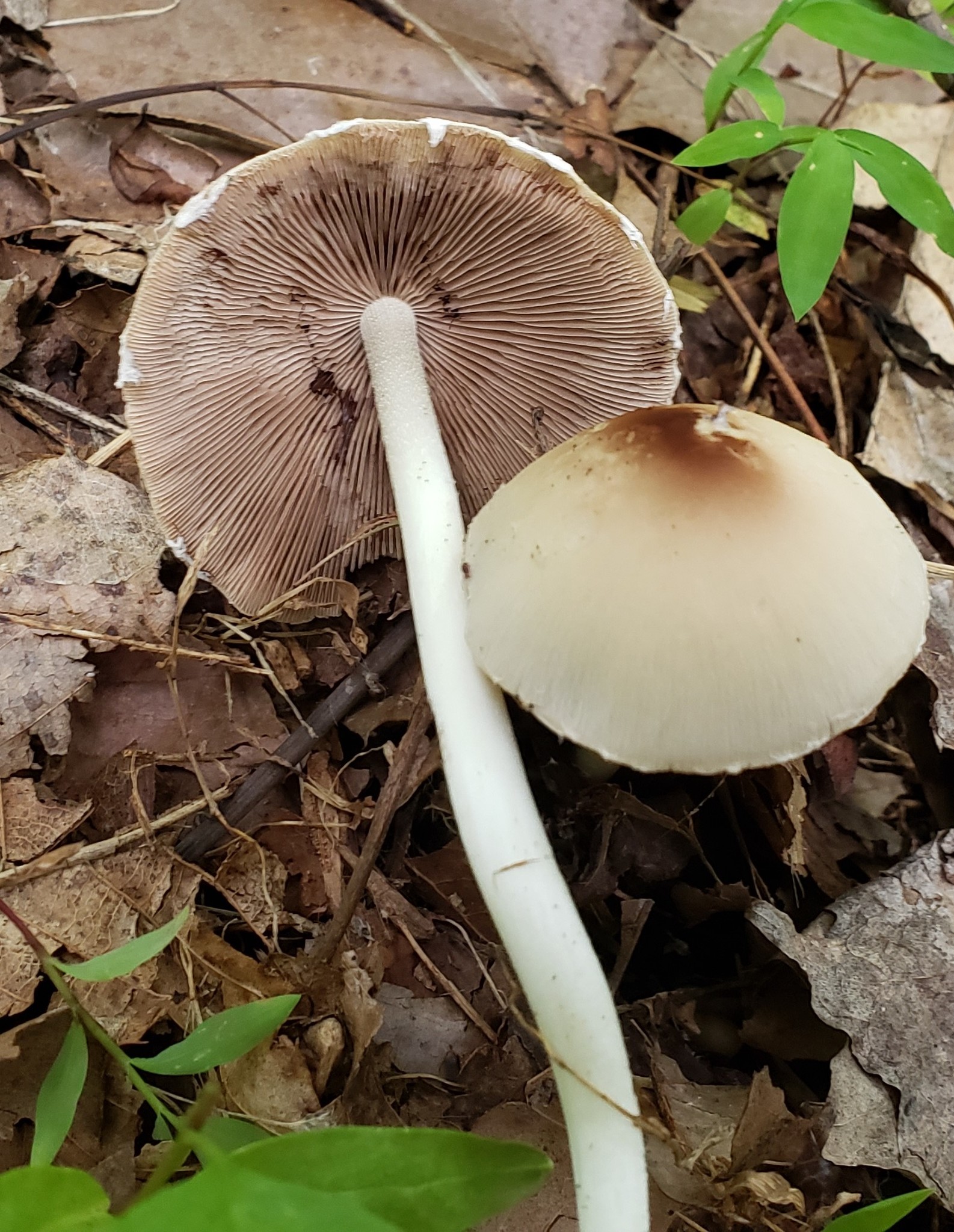 Maryland Biodiversity - View Thumbnails - Pale Brittlestem ...