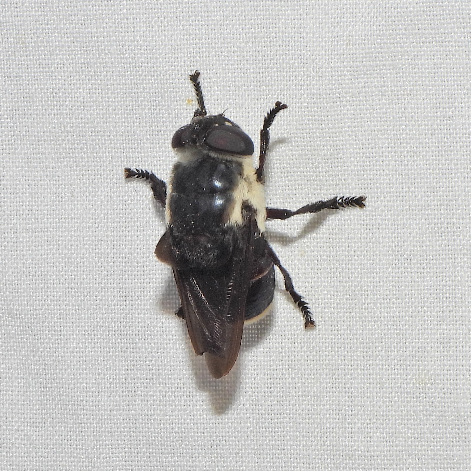 Maryland Biodiversity Project - No Common Name (Cuterebra sp.)