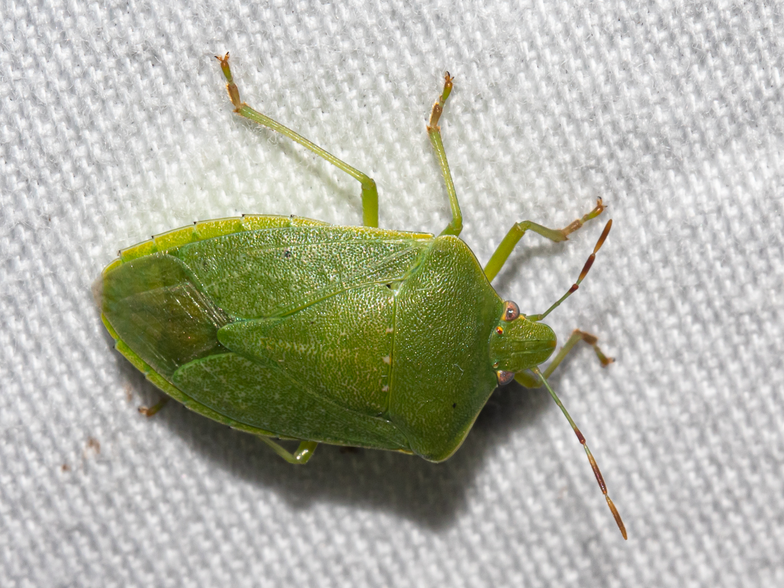 Maryland Biodiversity Project Southern Green Stink Bug Nezara Viridula 