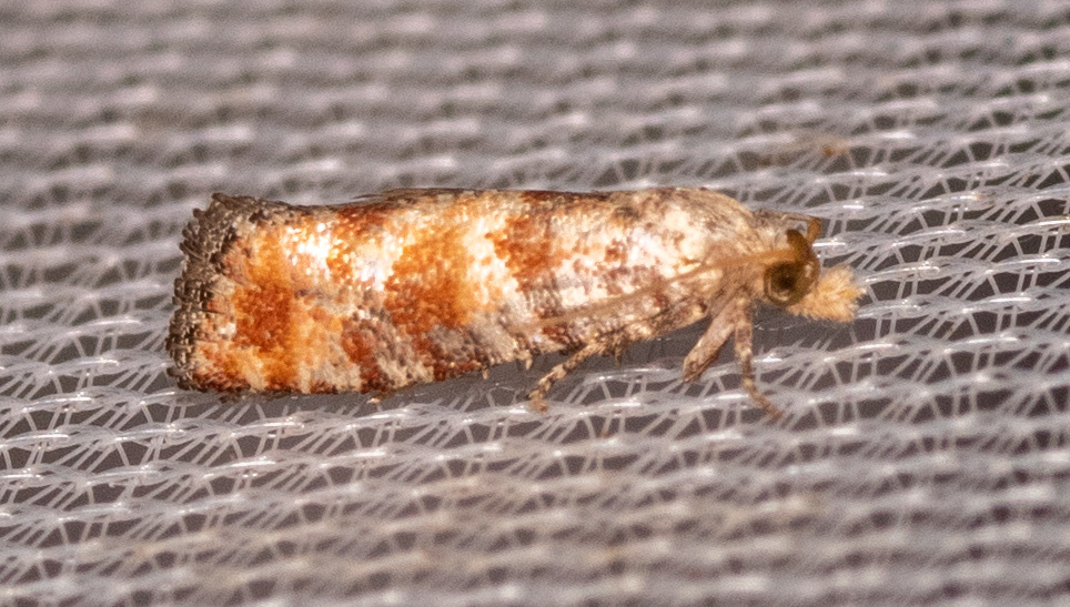 Maryland Biodiversity Project - Nantucket Pine Tip Moth (Rhyacionia ...