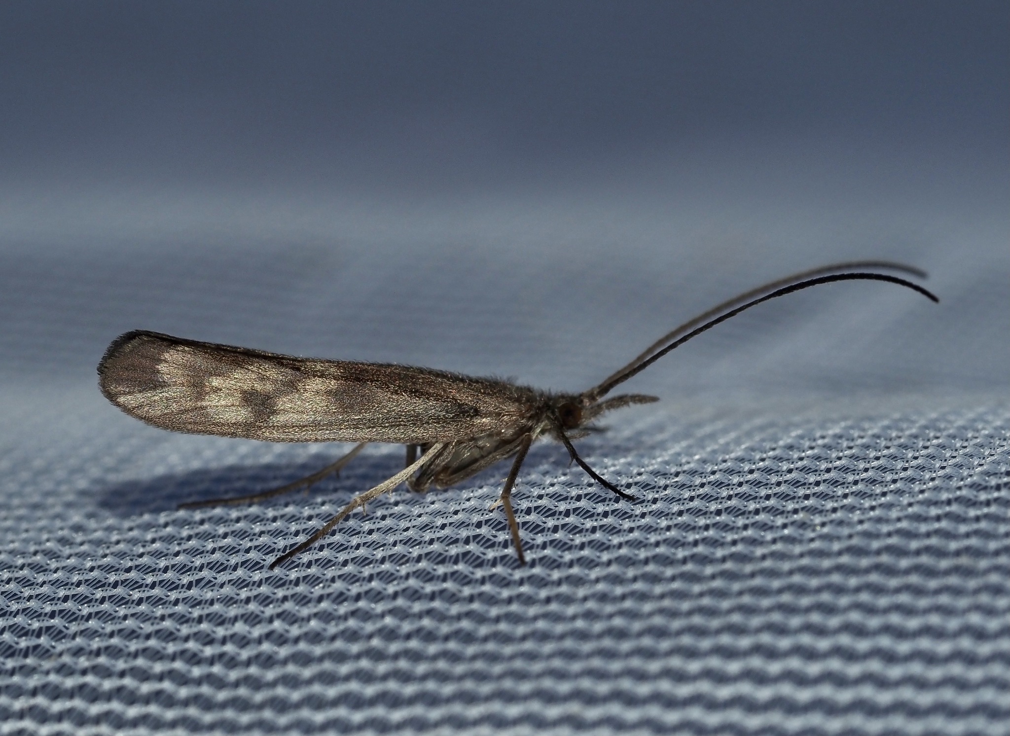 Maryland Biodiversity - View Thumbnails - Family: Molannidae