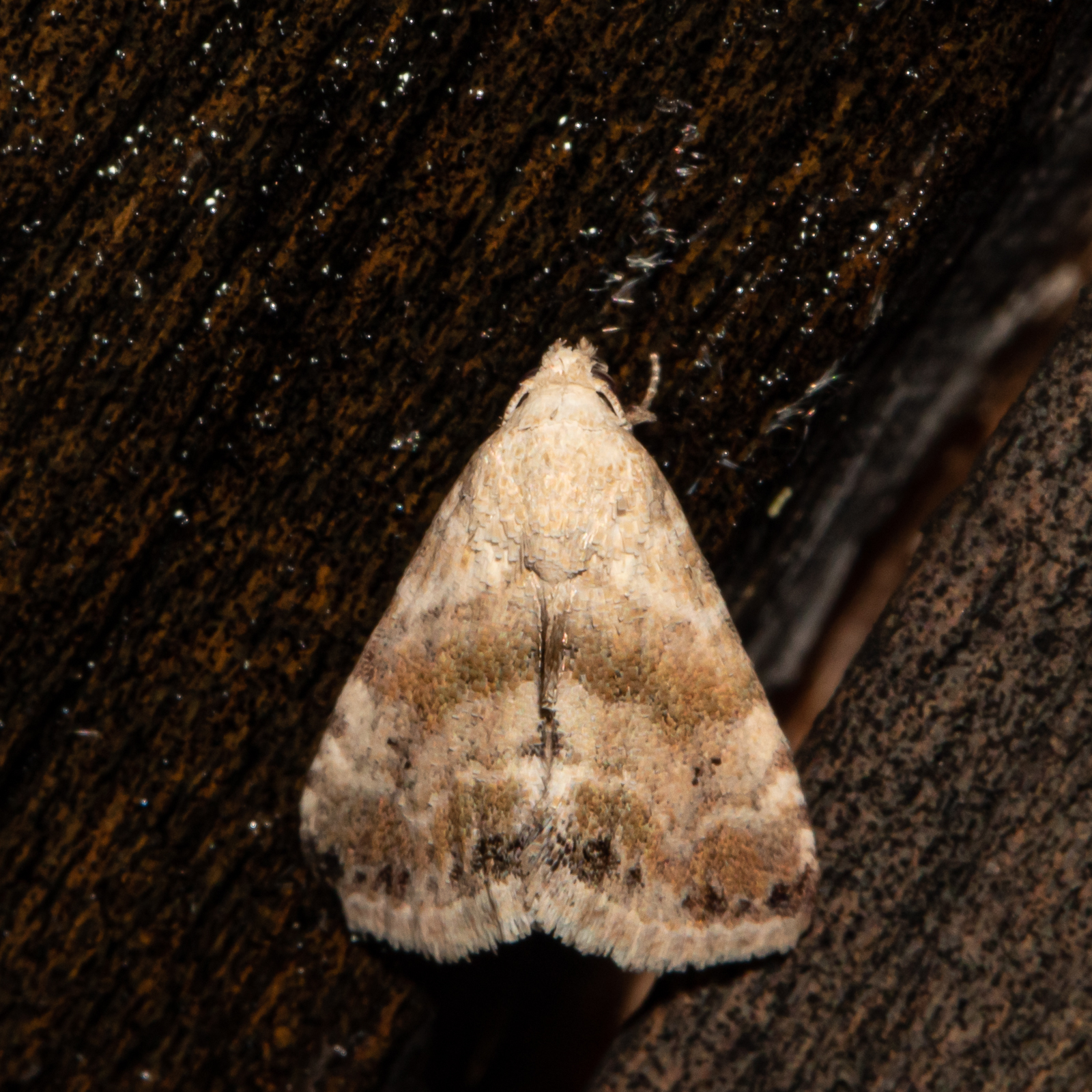 Media of Everlasting Bud Moth - Maryland Biodiversity Project