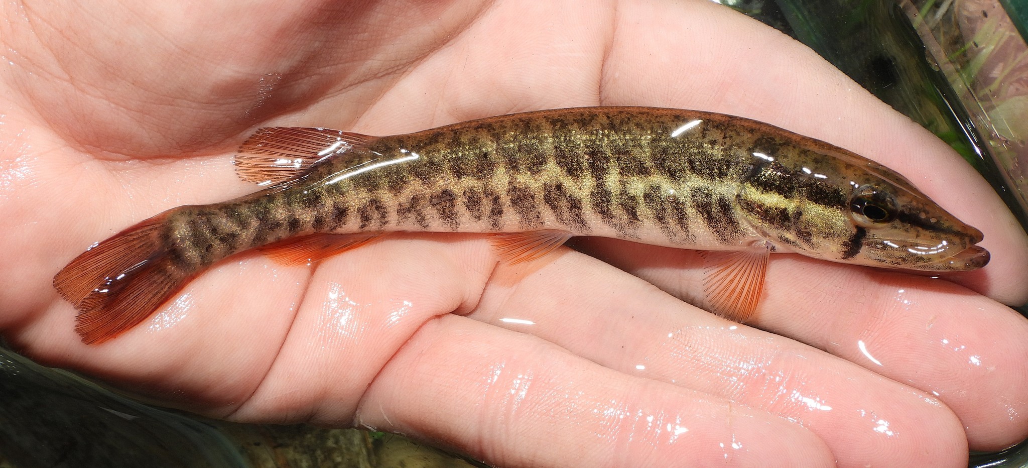 About Redfin Pickerel - Maryland Biodiversity Project