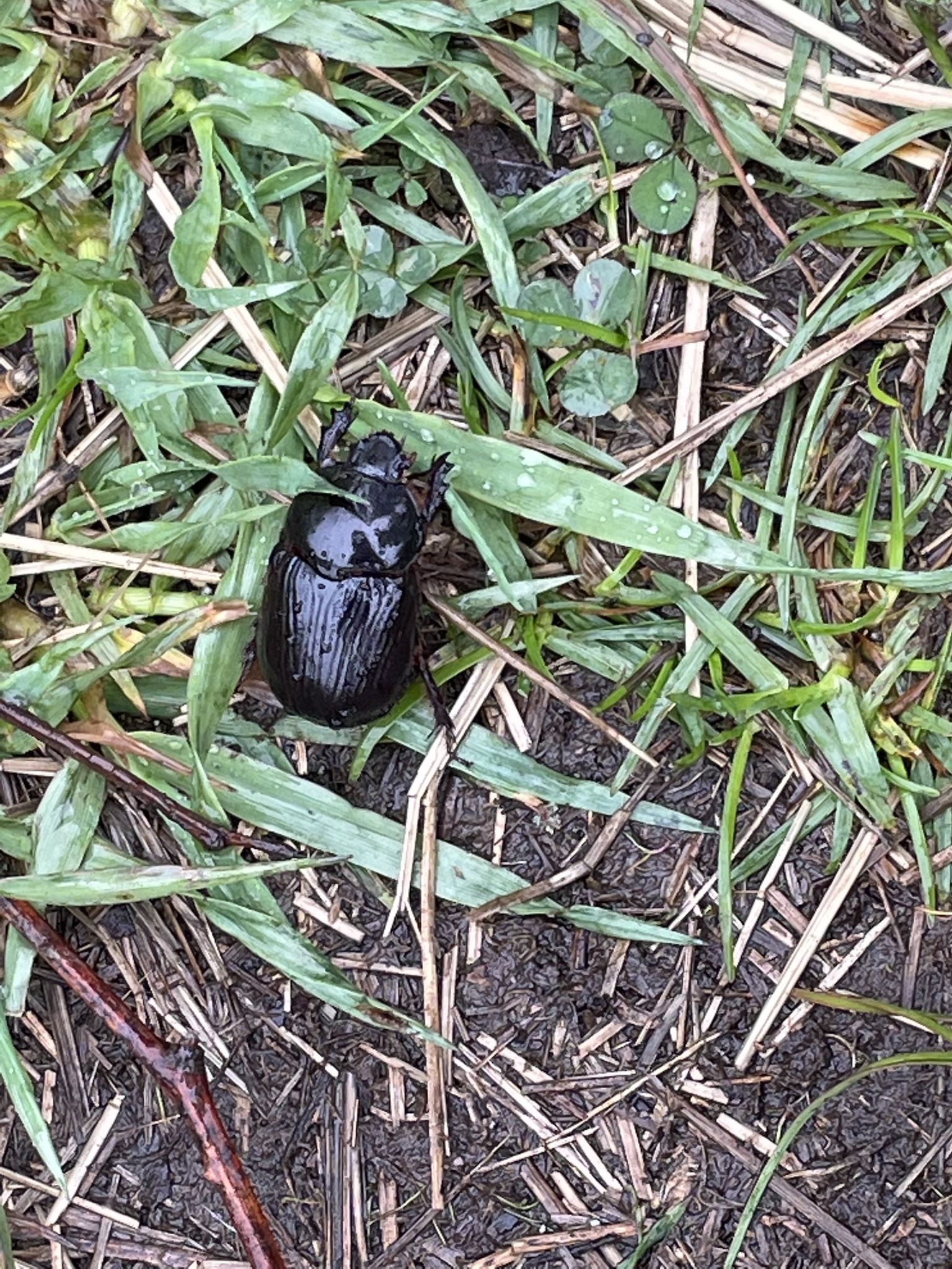 Media of Baly's Earth Boring Beetle - Maryland Biodiversity Project