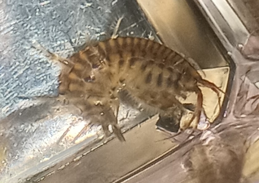 Media of Gammarus fasciatus - Maryland Biodiversity Project