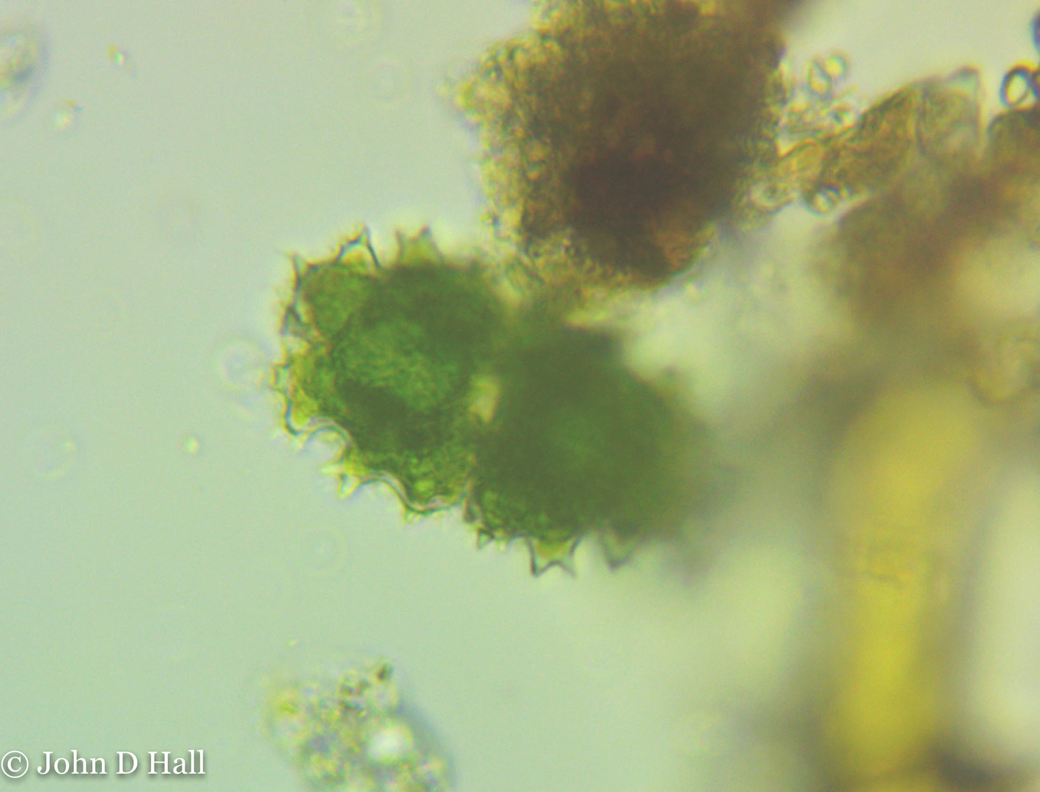 Maryland Biodiversity - View Thumbnails - No Common Name ( Euastrum ...
