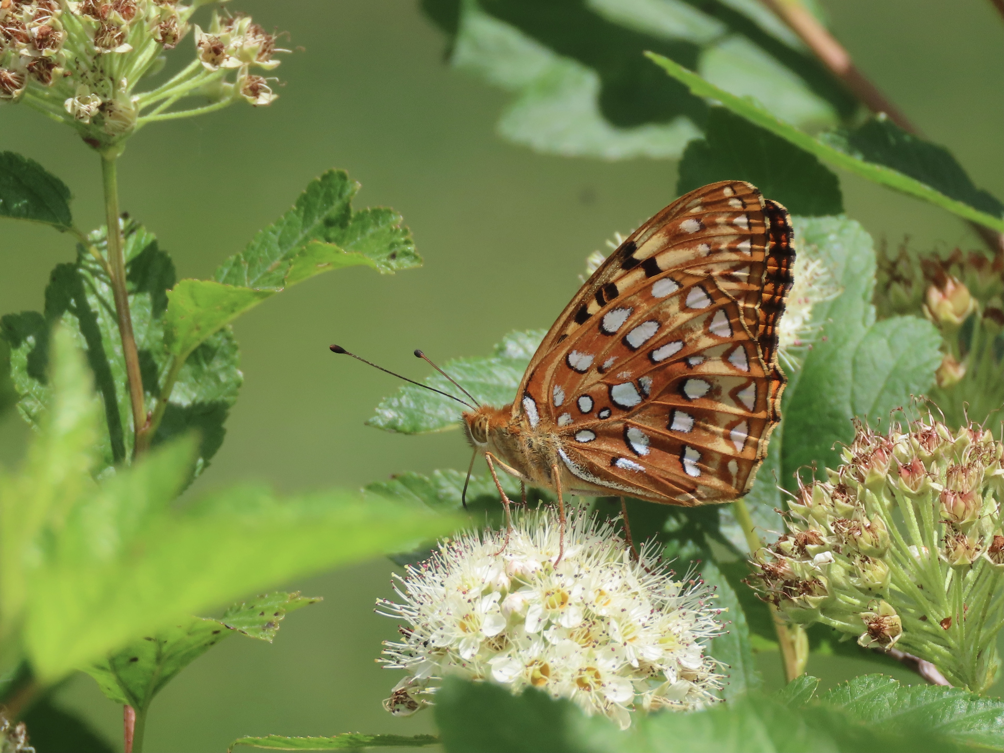 Maryland Biodiversity - View Thumbnails - Family: Nymphalidae