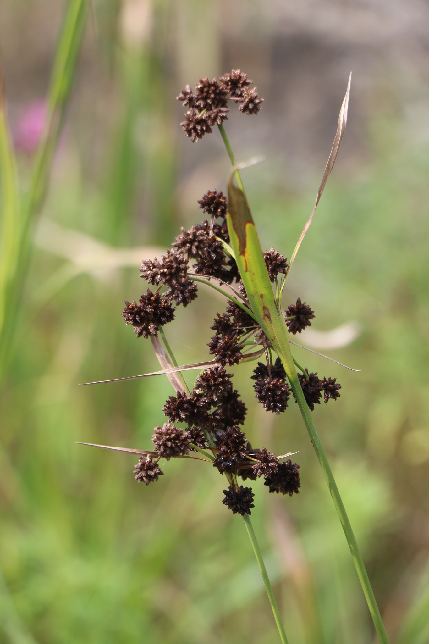 Maryland Biodiversity - View Thumbnails - Green Bulrush ( Scirpus ...